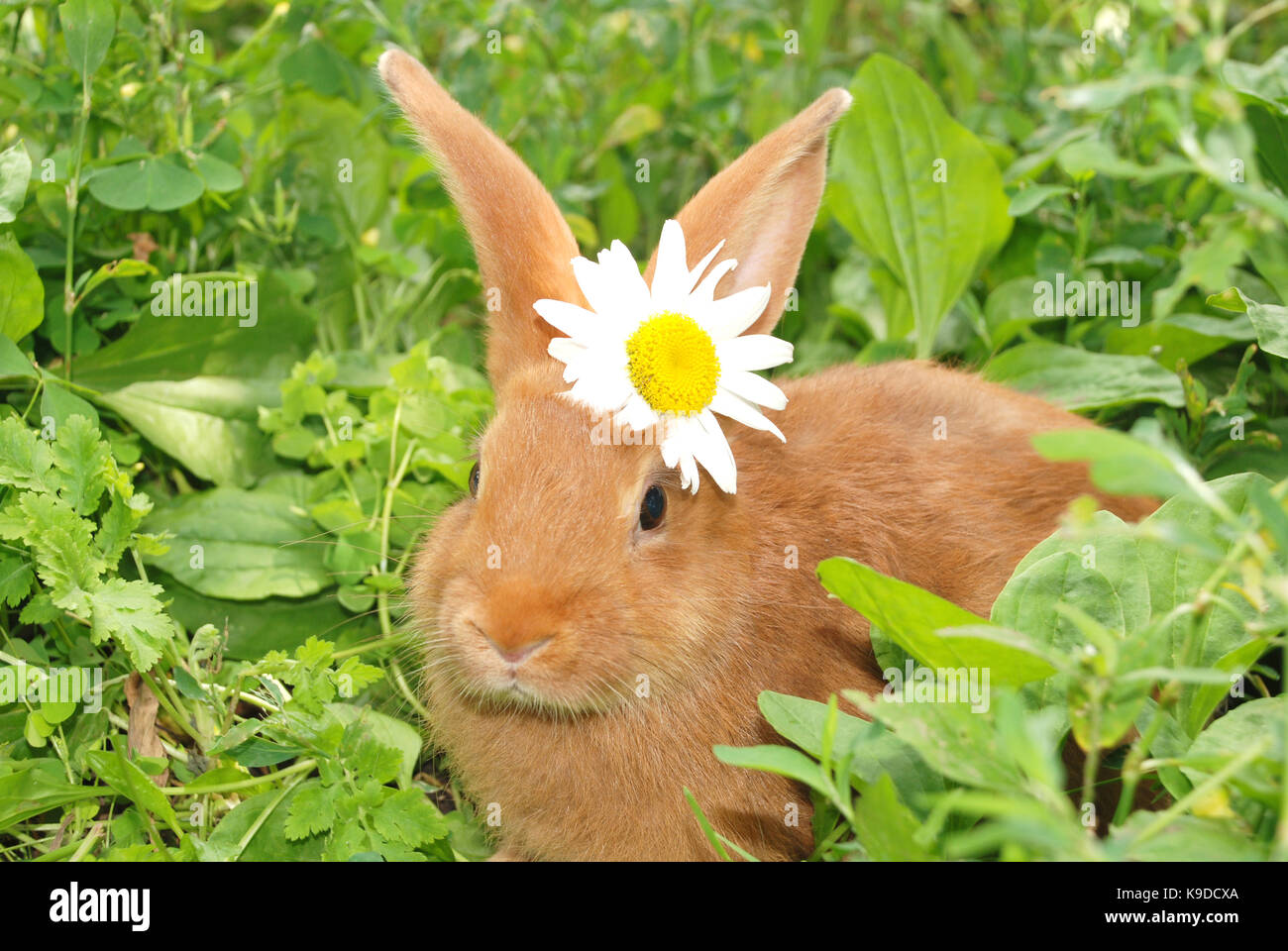 Little orange rabbit isolated on white background Stock Photo - Alamy