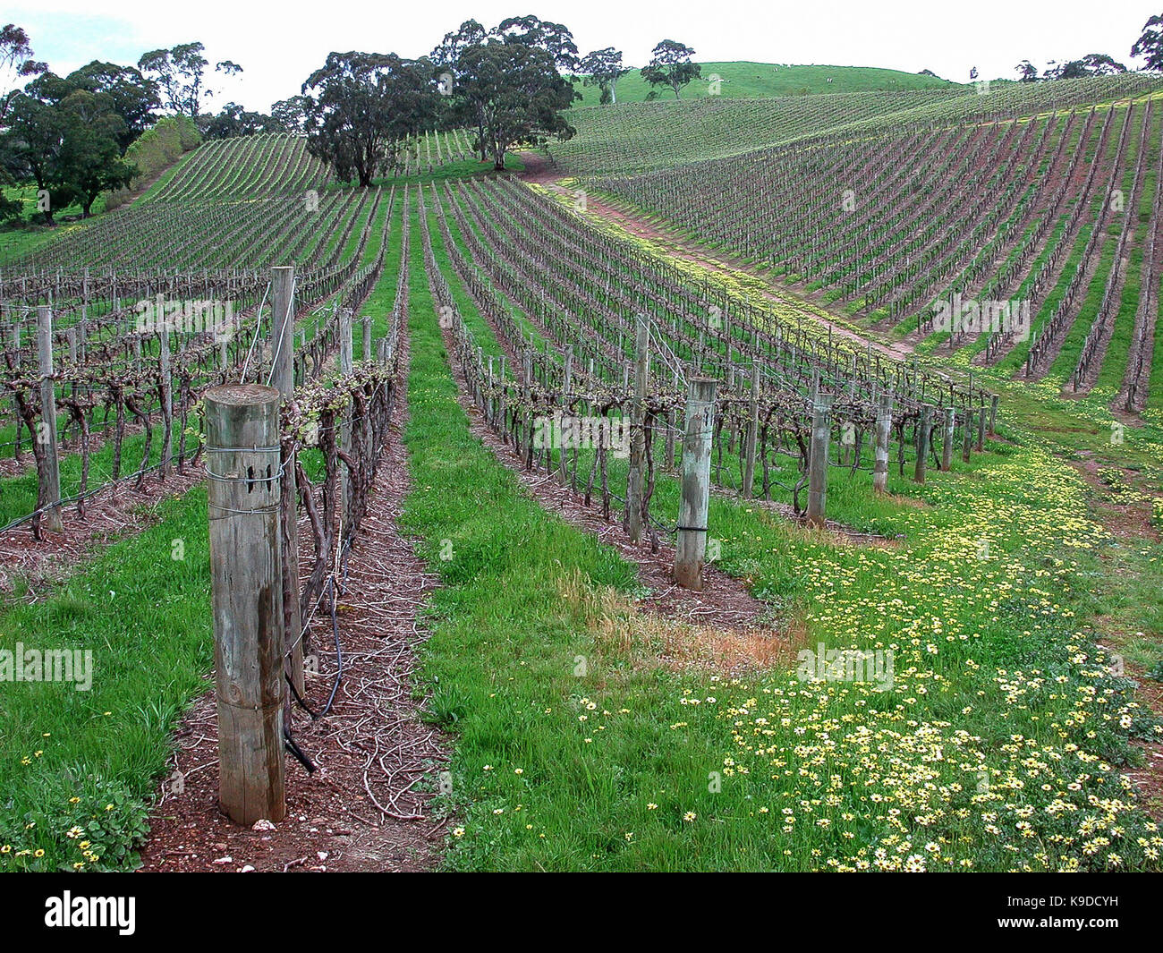 Adelaide hills vineyards hi-res stock photography and images - Alamy