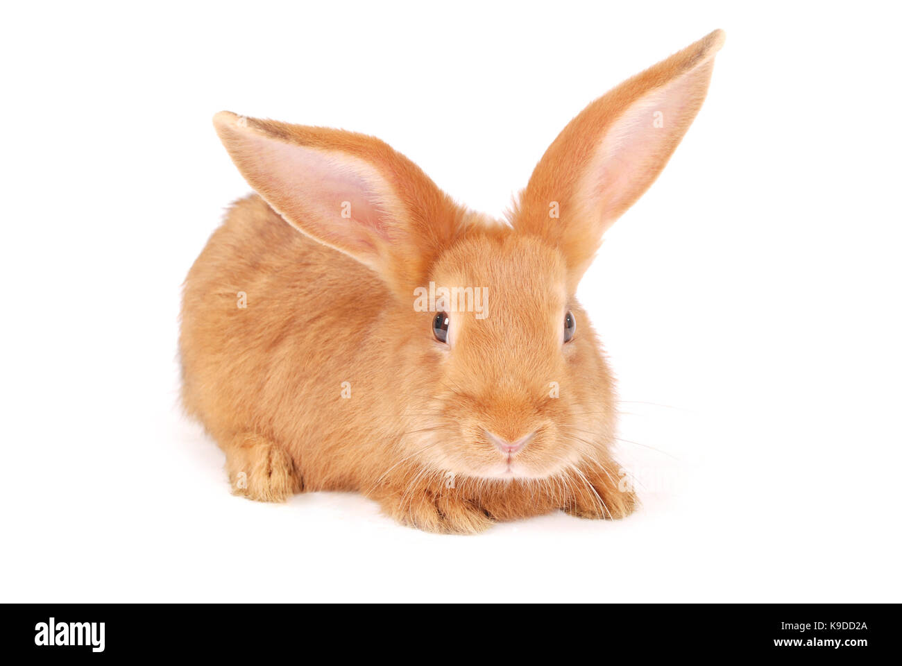 Little orange rabbit isolated on white background Stock Photo - Alamy