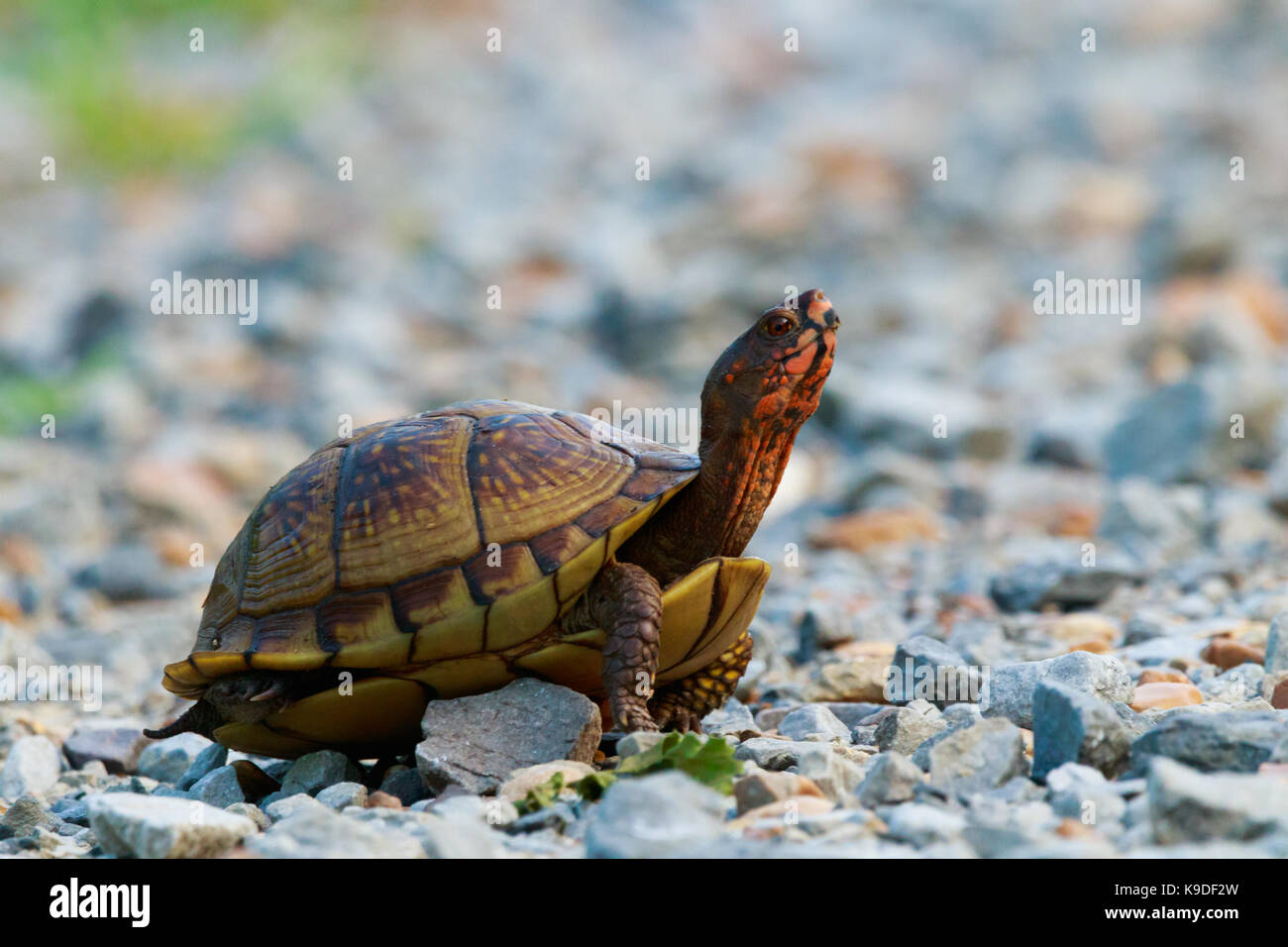 Little bald knob hi-res stock photography and images - Alamy