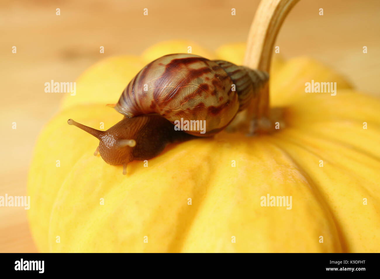 Vibrant snail shell hi-res stock photography and images - Alamy