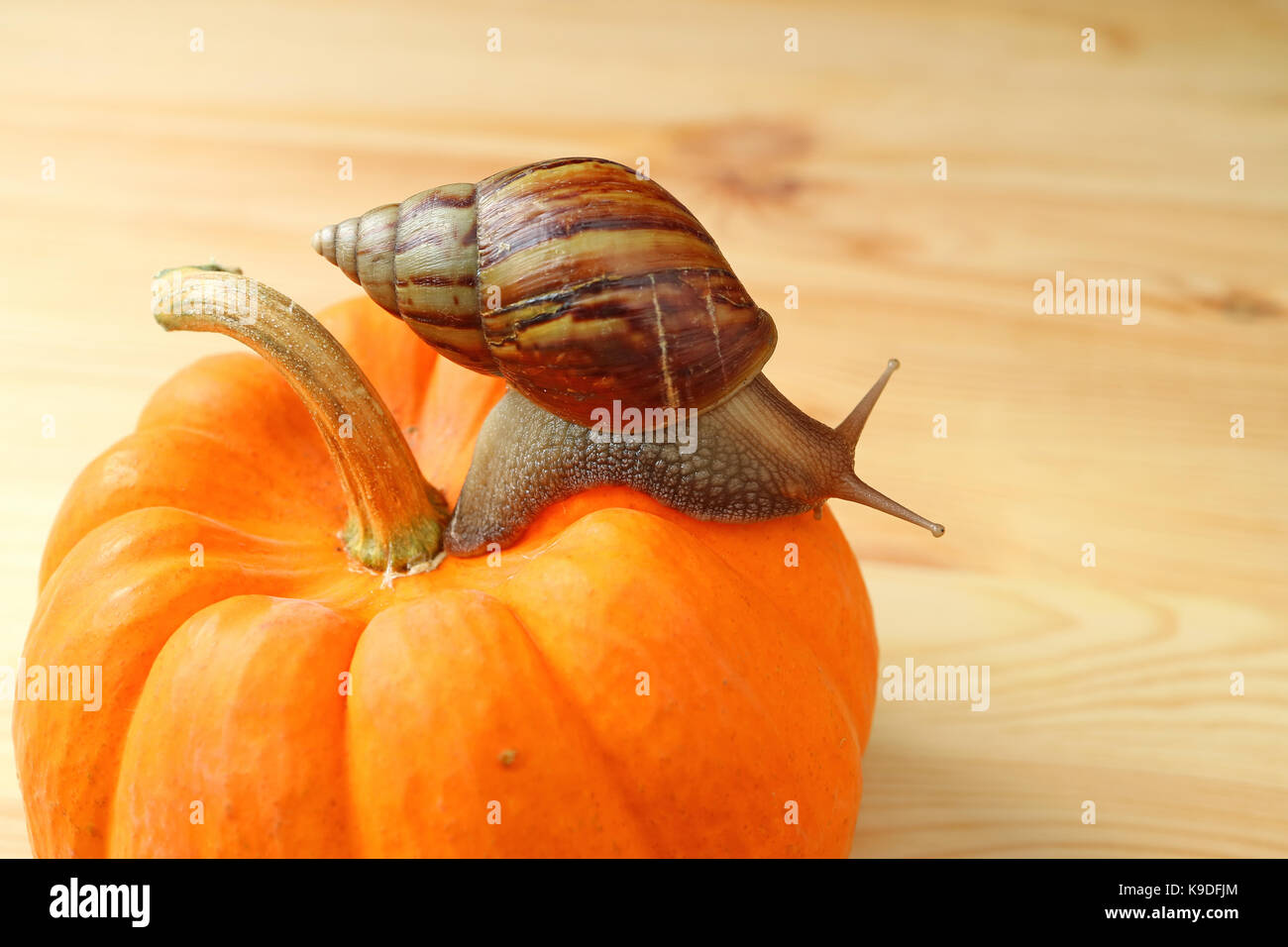 Brown Stripe Shell Snail Climbing the Vibrant Orange Color Pumpkin on ...