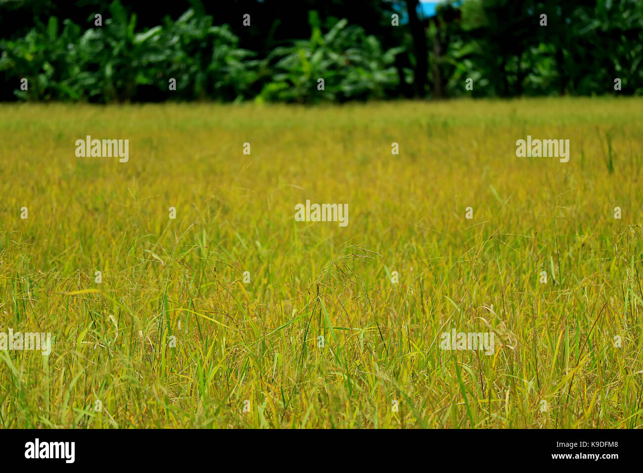 Ready for Harvest!! Paddy Field of the Ripe Rice Plants in the Sunlight ...