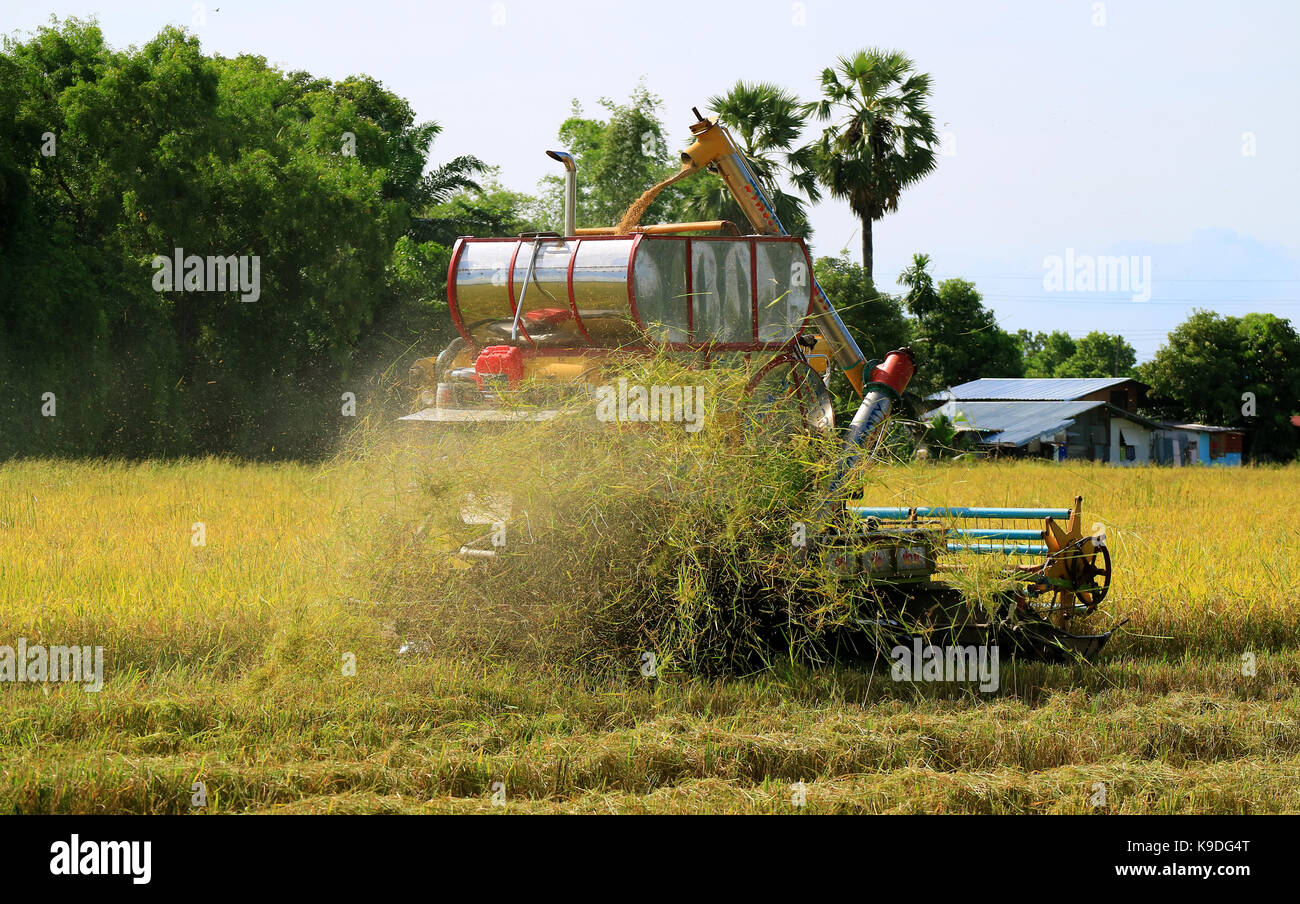Harvesting machine in rice paddy hi-res stock photography and images ...