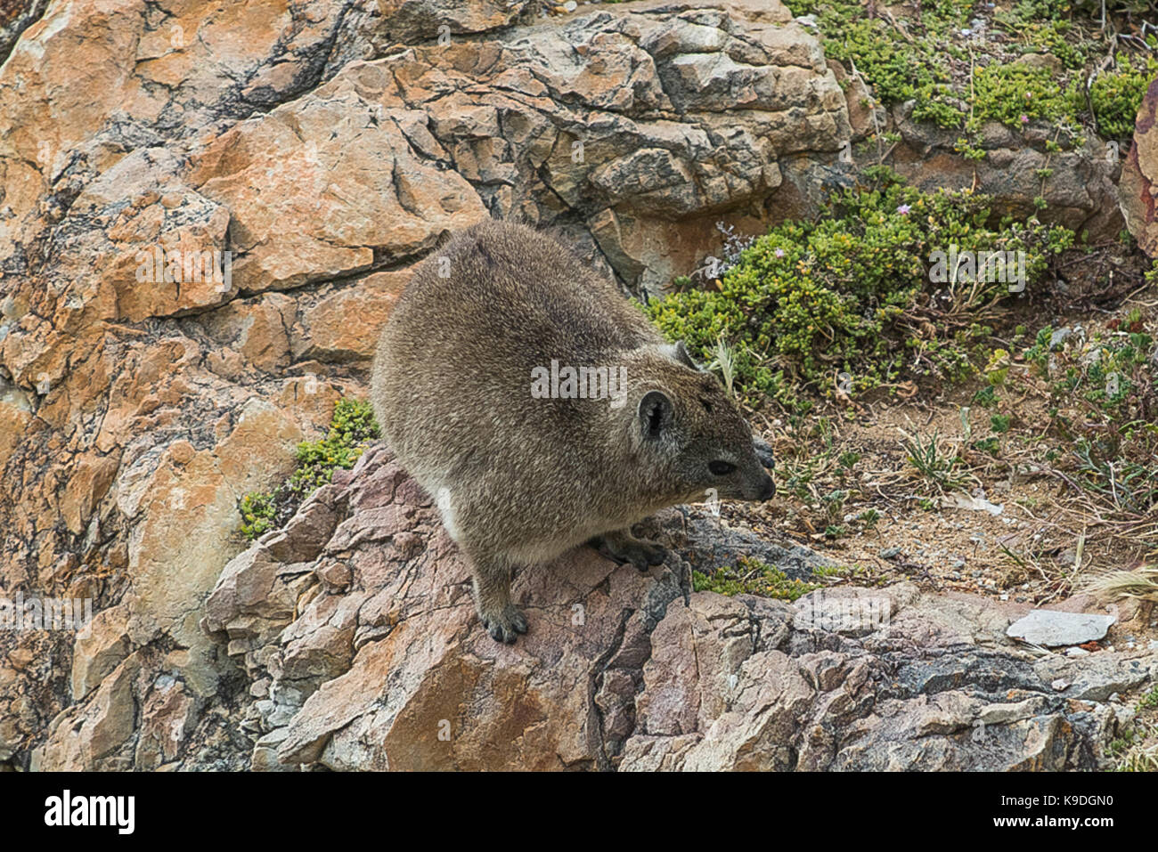 Cape hyrax at Hermanus, Western Cape, South Africa Stock Photo - Alamy