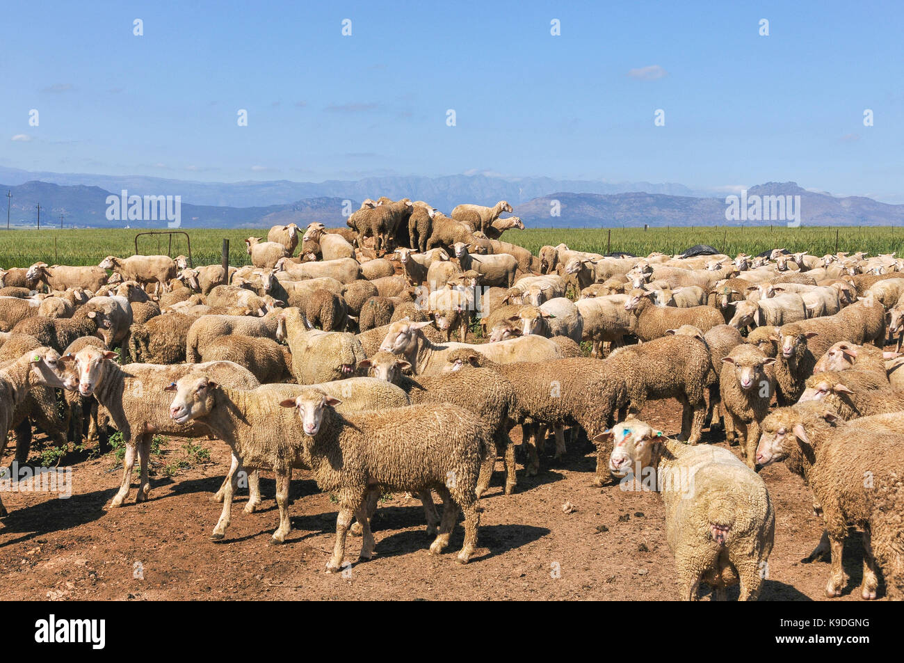 sheep at Riebeek Wes, Swartland, South Africa Stock Photo - Alamy