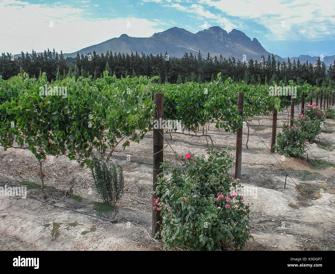 Slaley winery and Simonsberg, Stellenbosch, South Africa Stock Photo ...