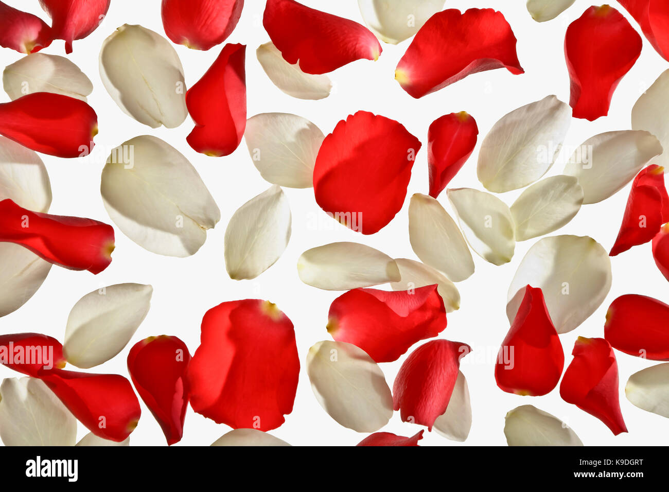 White and red rose petals on white background. Background from a single ...