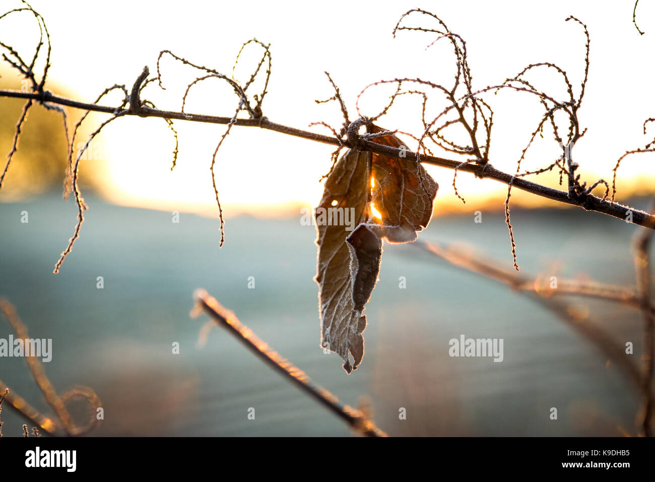Branch with ice hi-res stock photography and images - Alamy