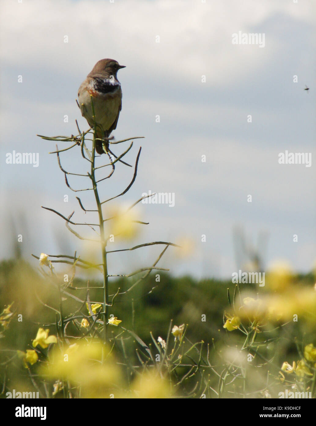 Bird guard hi-res stock photography and images - Alamy