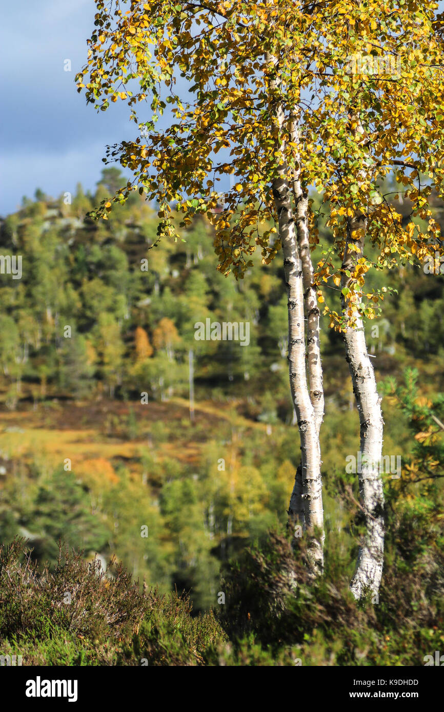 Birch trees norway summer hi-res stock photography and images - Alamy