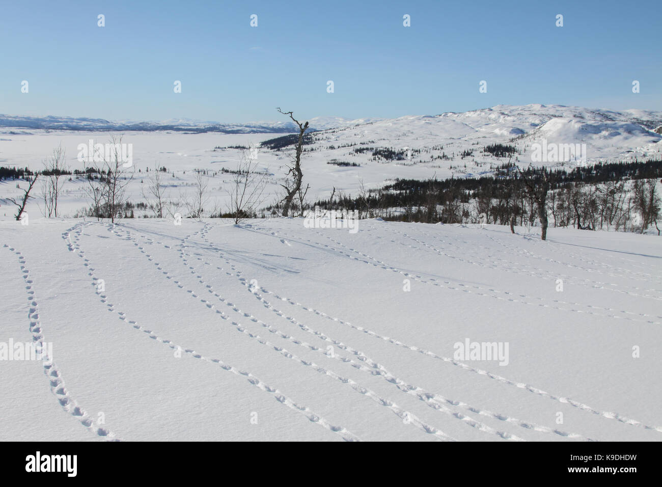 Grouse tracks hi-res stock photography and images - Alamy