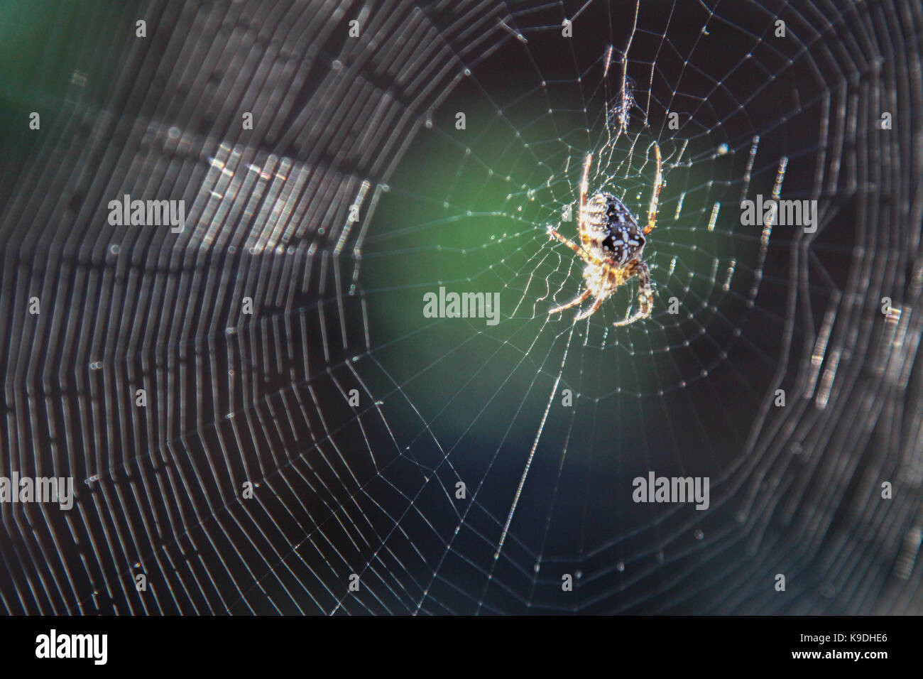 Spider back pattern hi-res stock photography and images - Alamy