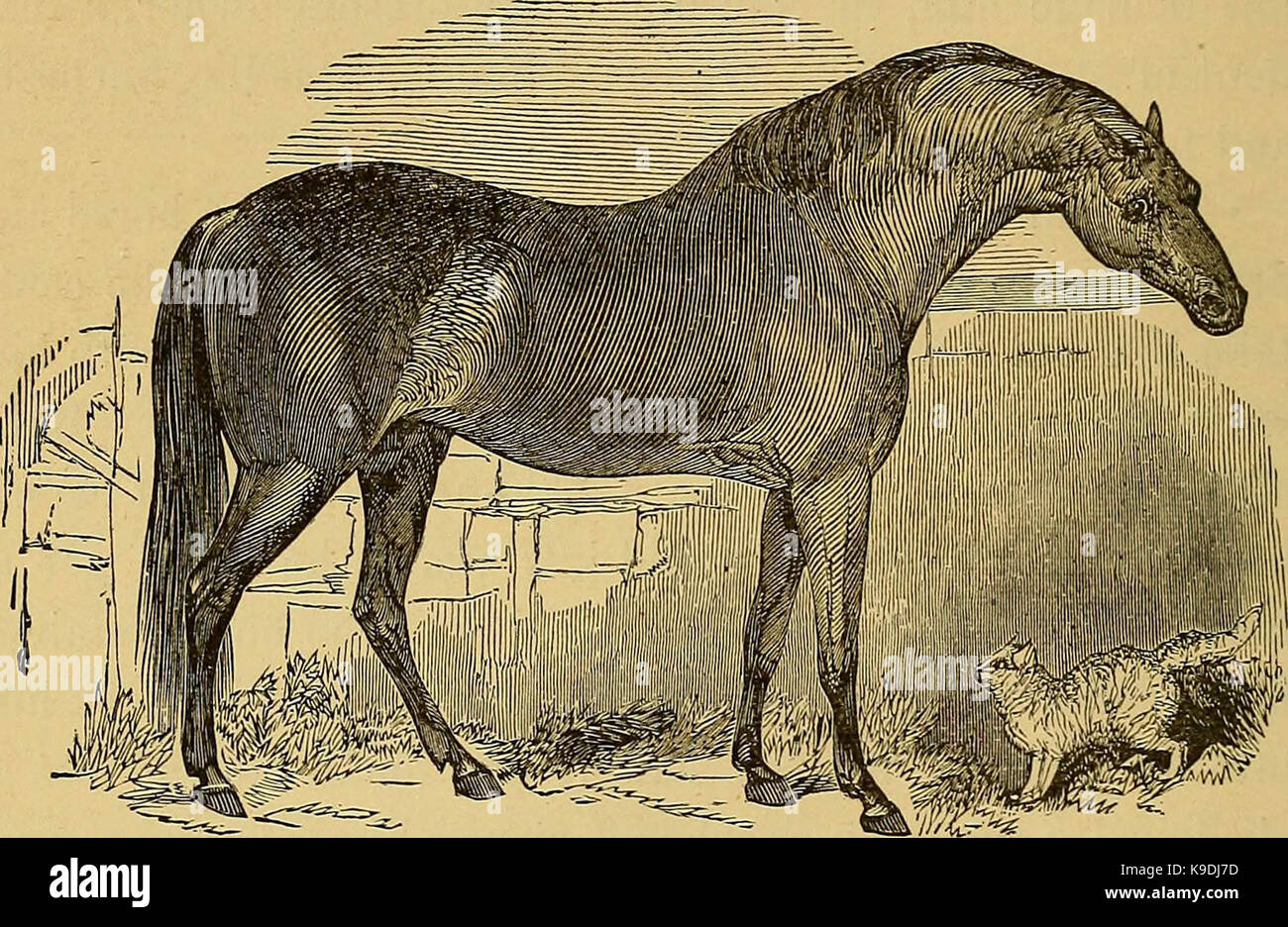 Horse taming hi-res stock photography and images - Alamy