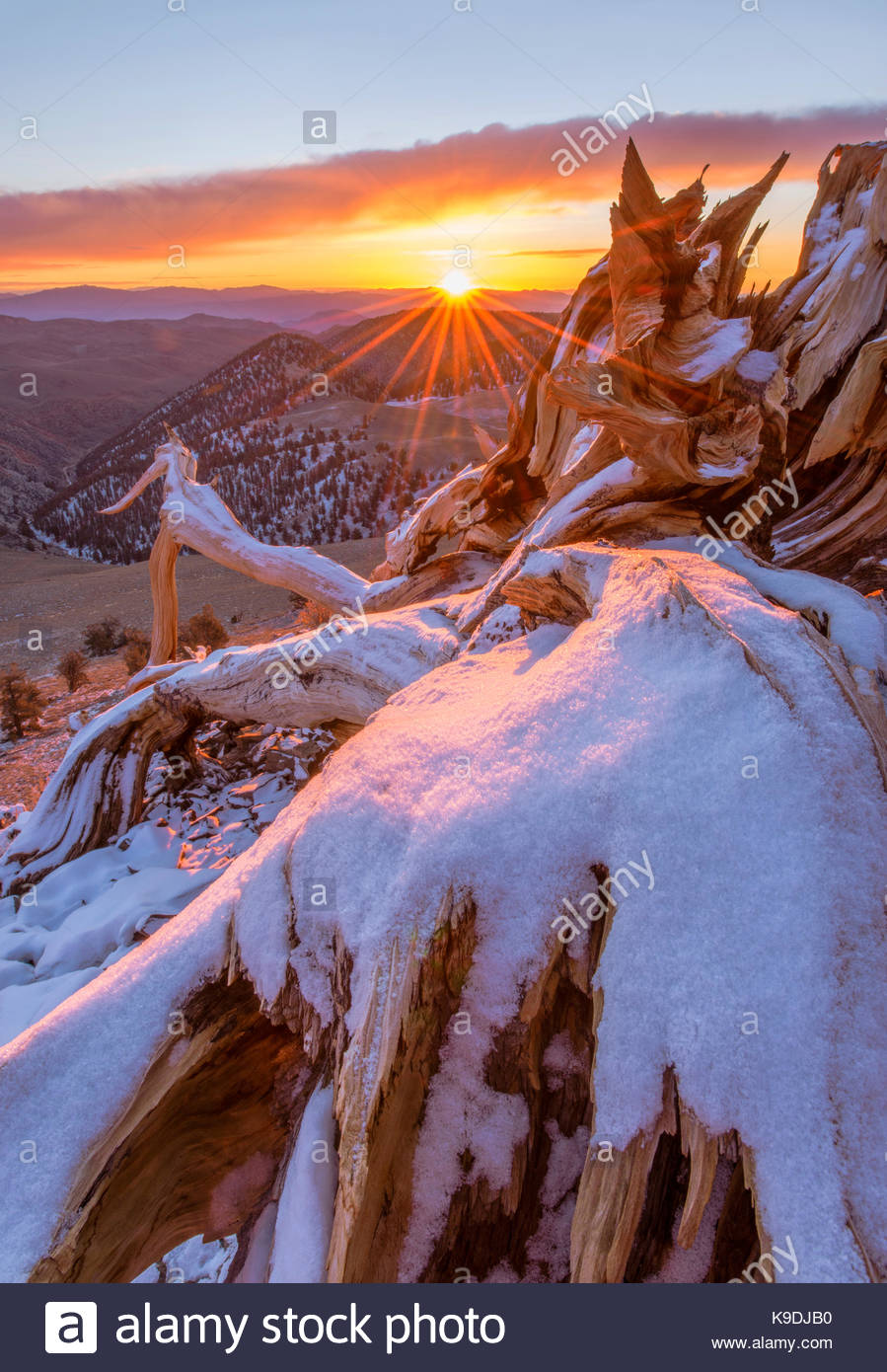 Bristlecone Pine Snag High Resolution Stock Photography and Images - Alamy