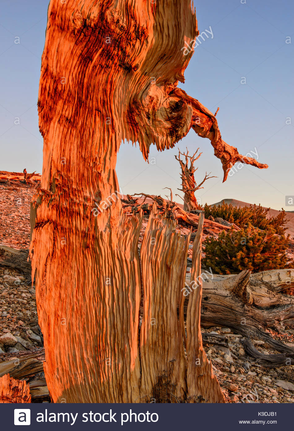 Bristlecone Pine Snag High Resolution Stock Photography and Images - Alamy