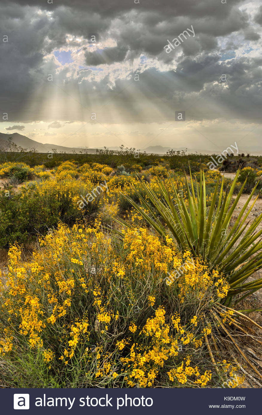 Mojave Desert Flowers Stock Photos & Mojave Desert Flowers Stock Images ...