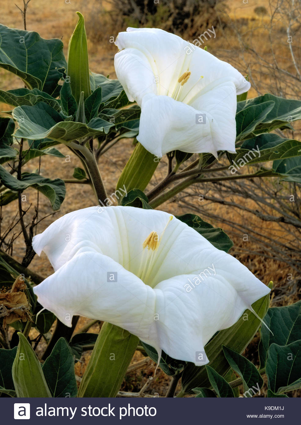 Sacred Datura Stock Photos & Sacred Datura Stock Images - Alamy