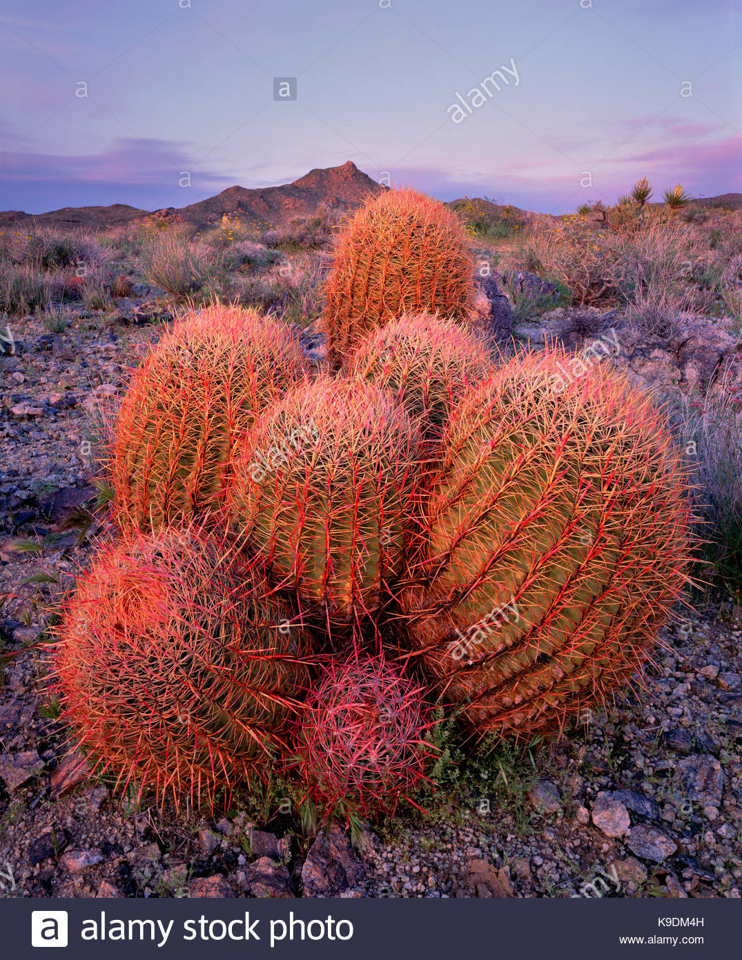 Red Barrel Cactus Stock Photos & Red Barrel Cactus Stock Images - Alamy