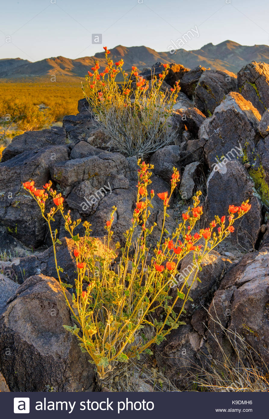 Mojave Desert Flowers High Resolution Stock Photography and Images - Alamy