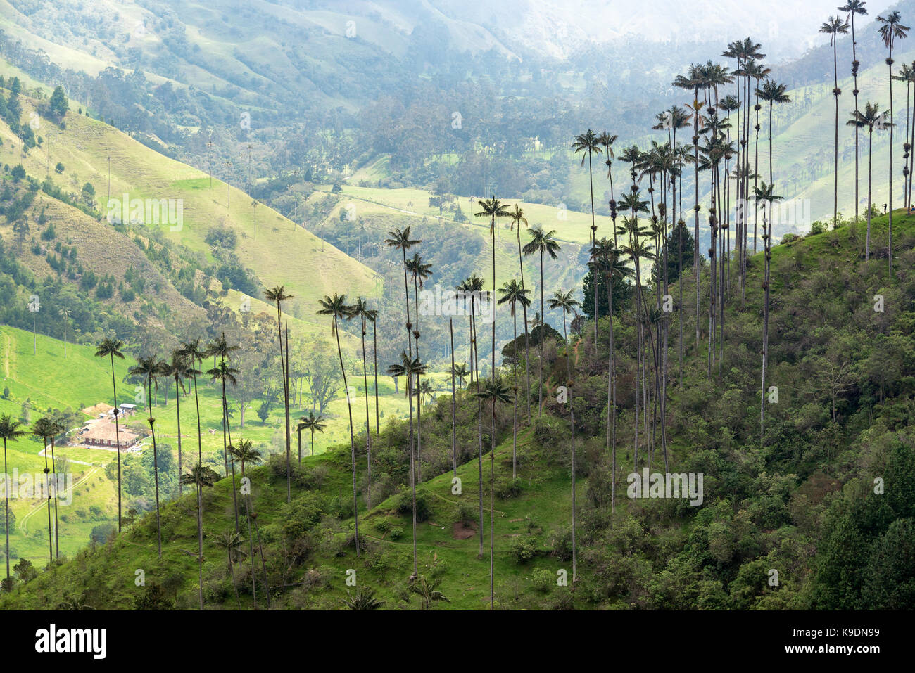 Wax palm trees in Cocora Valley near Salento, Colombia Stock Photo - Alamy