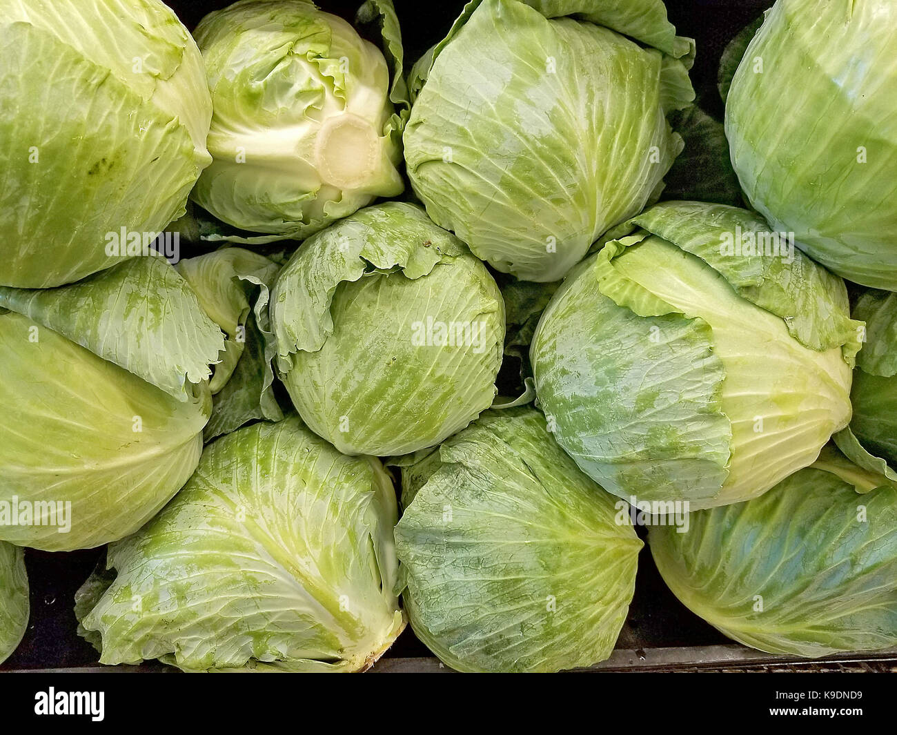 Cabbage heads hi-res stock photography and images - Alamy