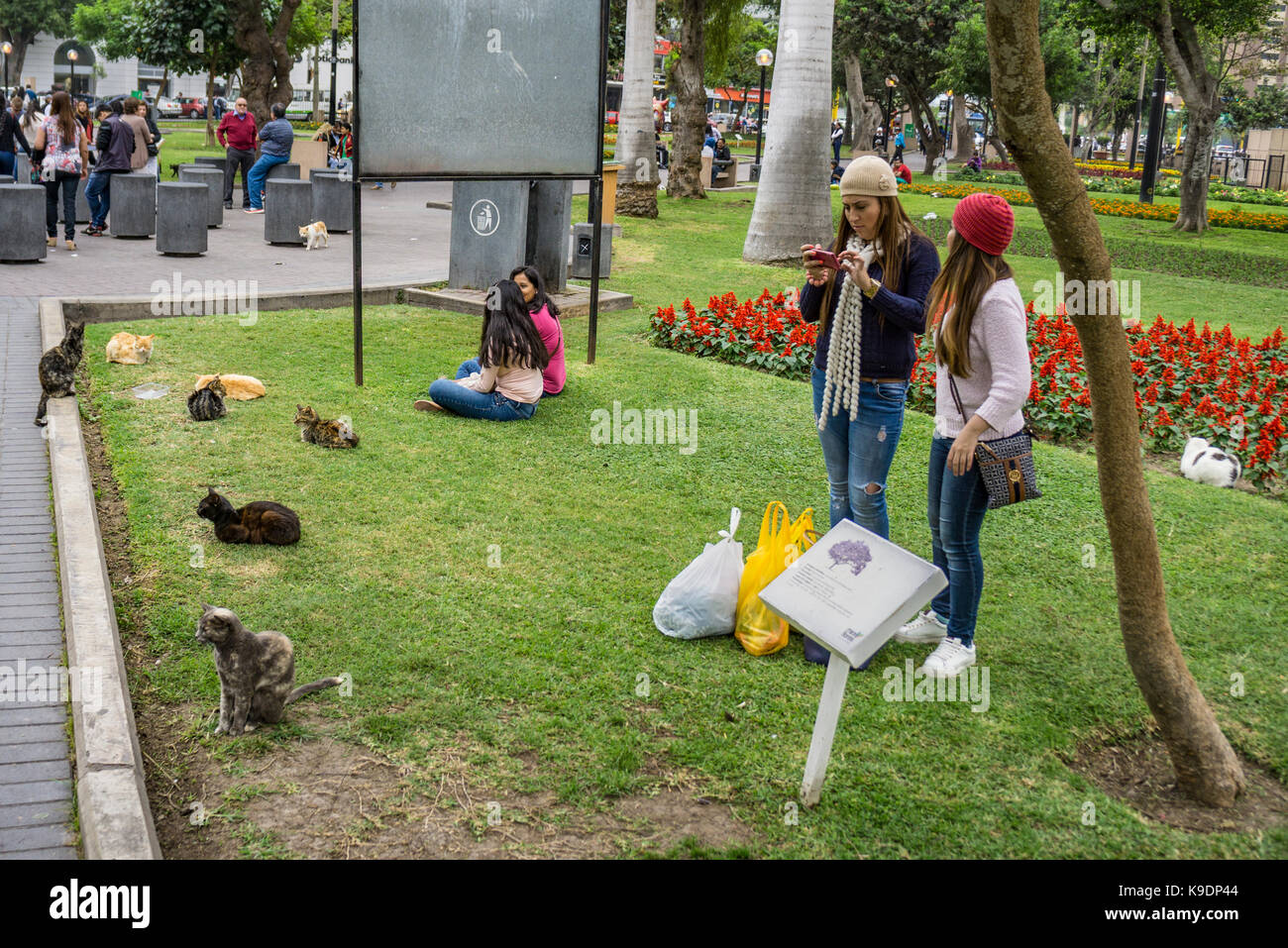 Parque kennedy miraflores hi-res stock photography and images - Alamy