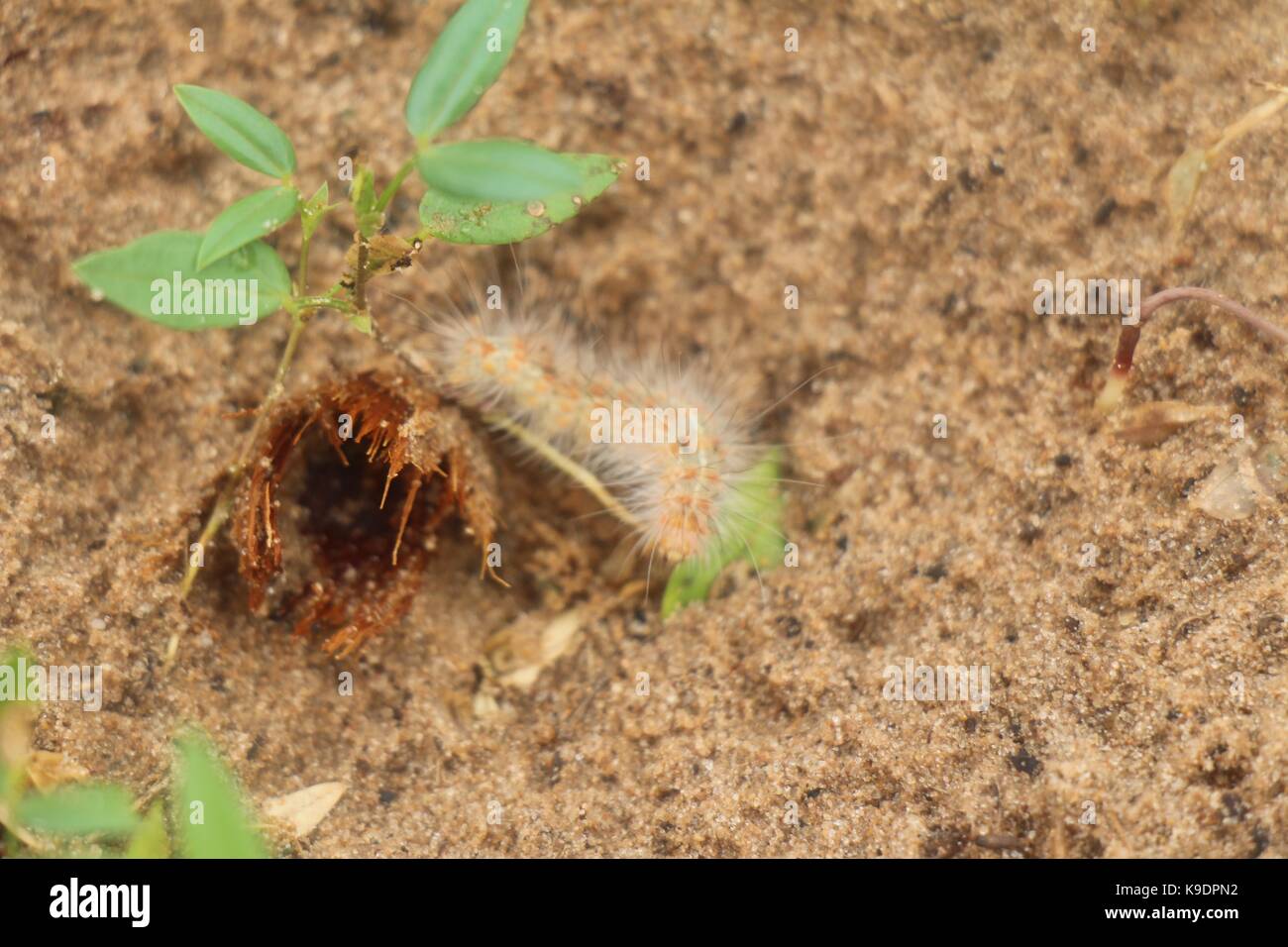 Fuzzy worm hi-res stock photography and images - Alamy