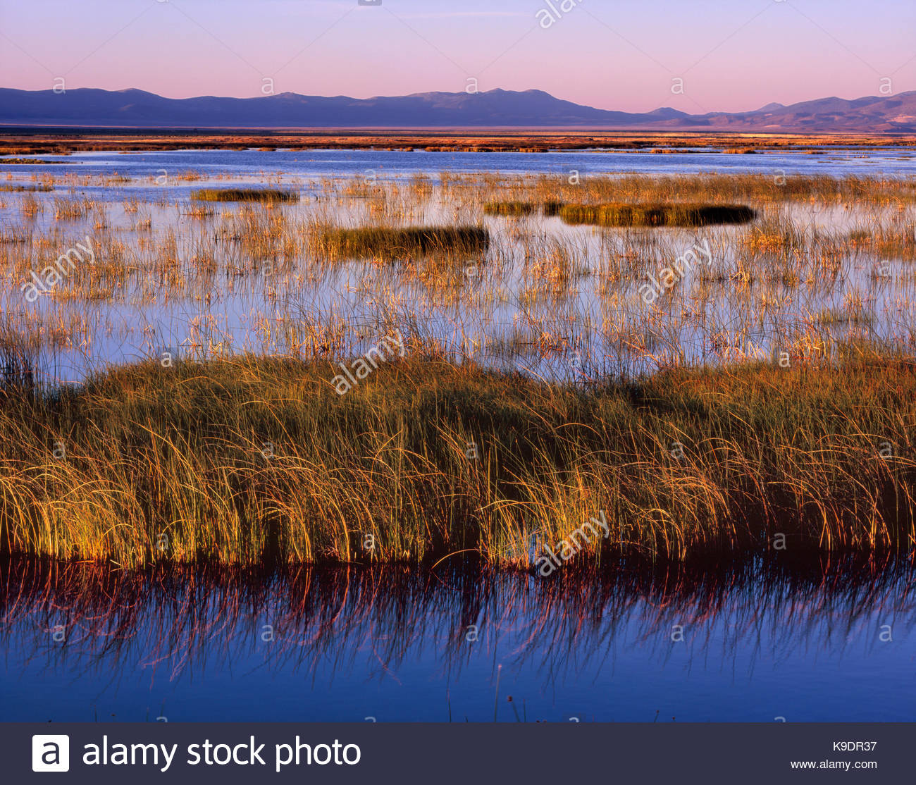 Sunrise Ruby High Resolution Stock Photography and Images - Alamy