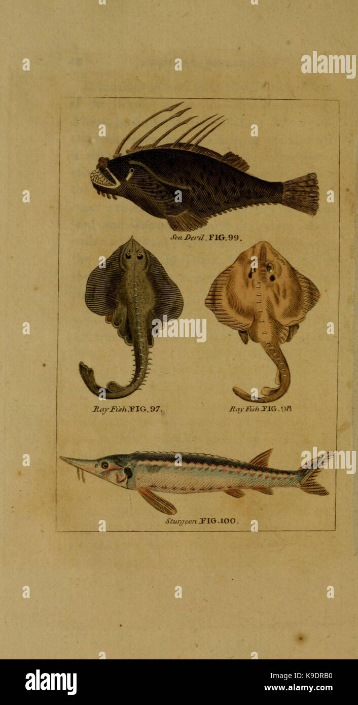 Fish and insects hi-res stock photography and images - Alamy