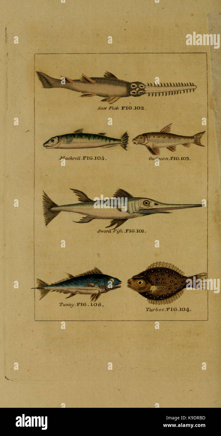 Natural history of birds, fish, insects, and reptiles (Figs. 101 106 ...