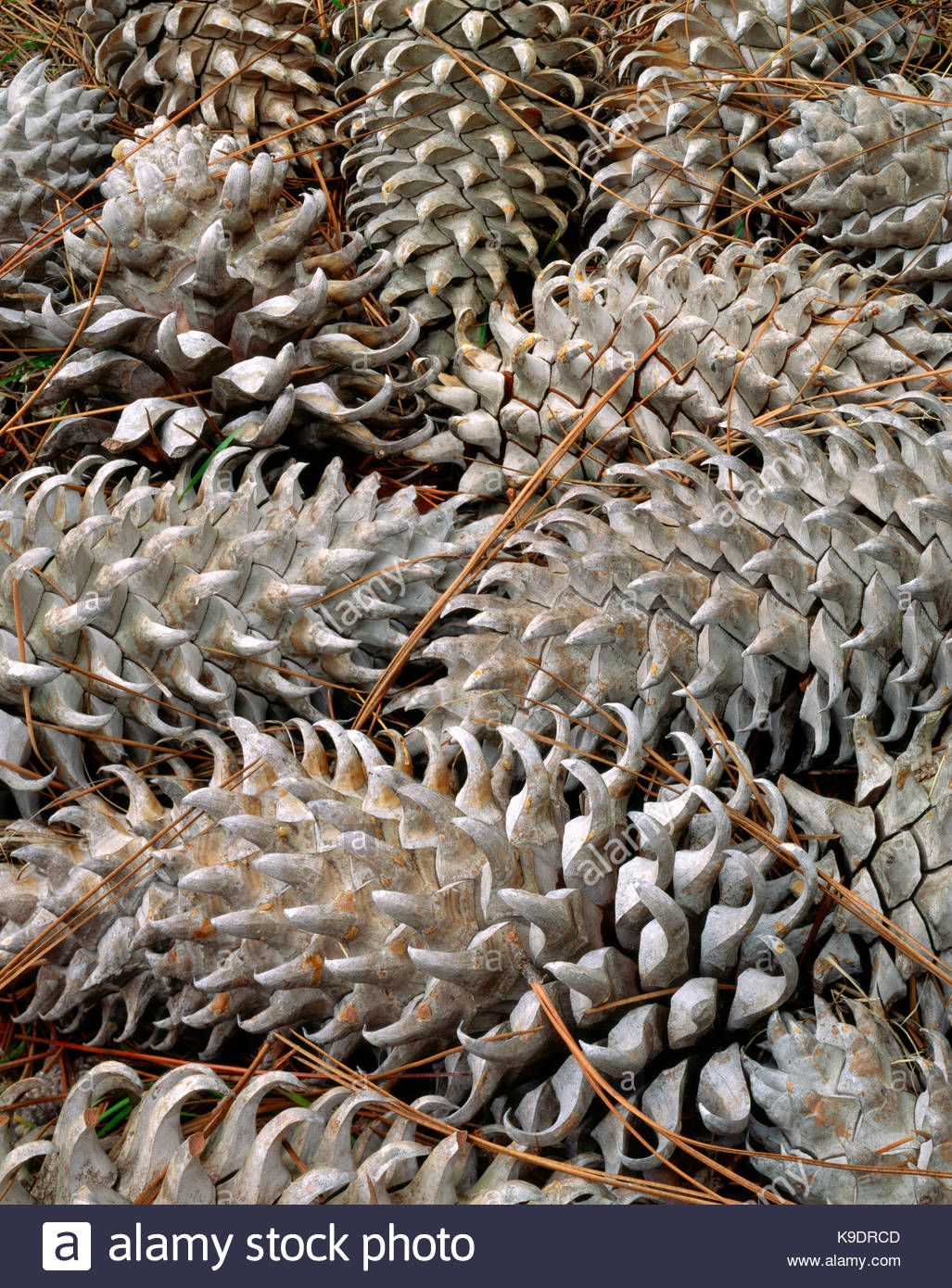 Coulter Pine Cones High Resolution Stock Photography and Images - Alamy