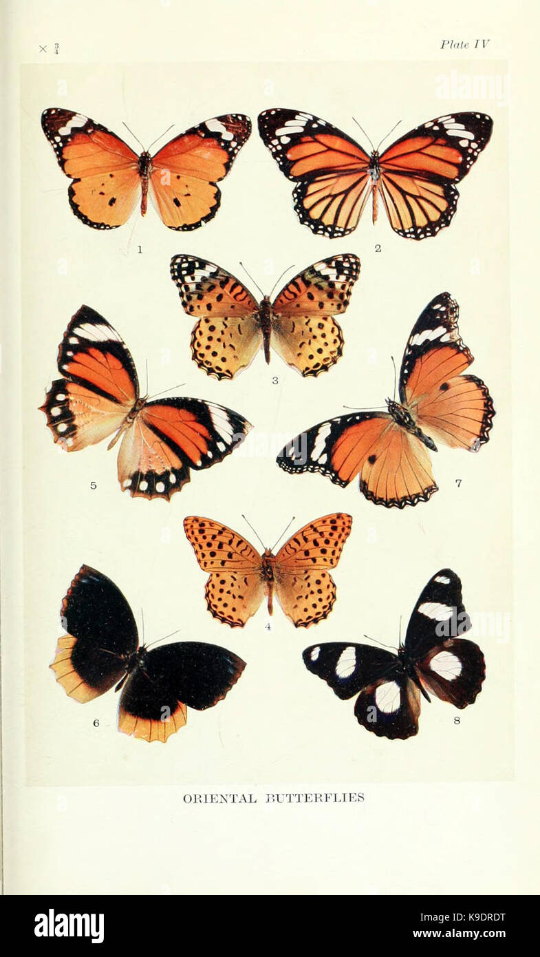 Mimicry in butterflies hi-res stock photography and images - Alamy