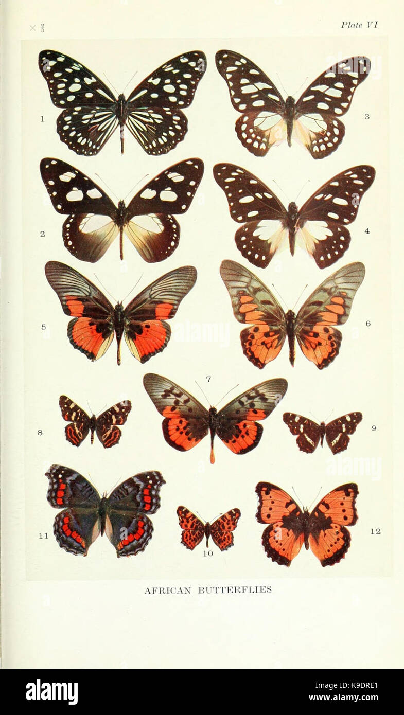 Mimicry in butterflies BHL18458372 Stock Photo - Alamy
