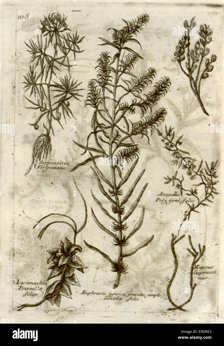 Museo di piante rare della Sicilia, Malta, Corsica, Italia, Piemonte, e ...