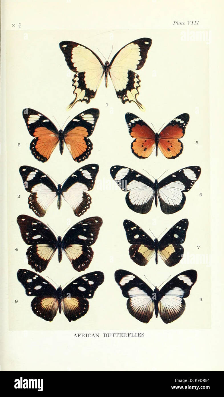Mimicry in butterflies BHL18458380 Stock Photo - Alamy