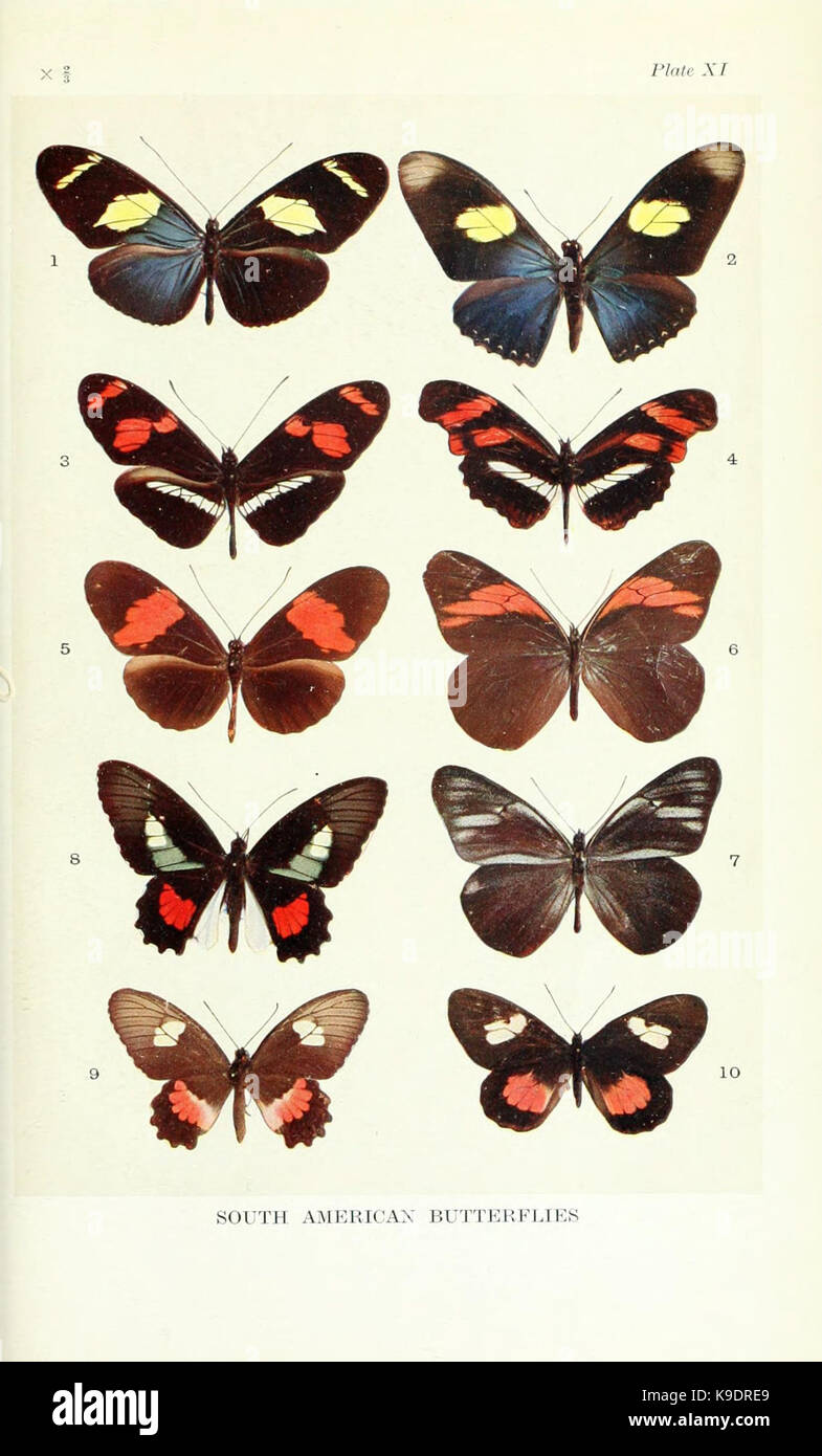 Mimicry in butterflies BHL18458390 Stock Photo - Alamy