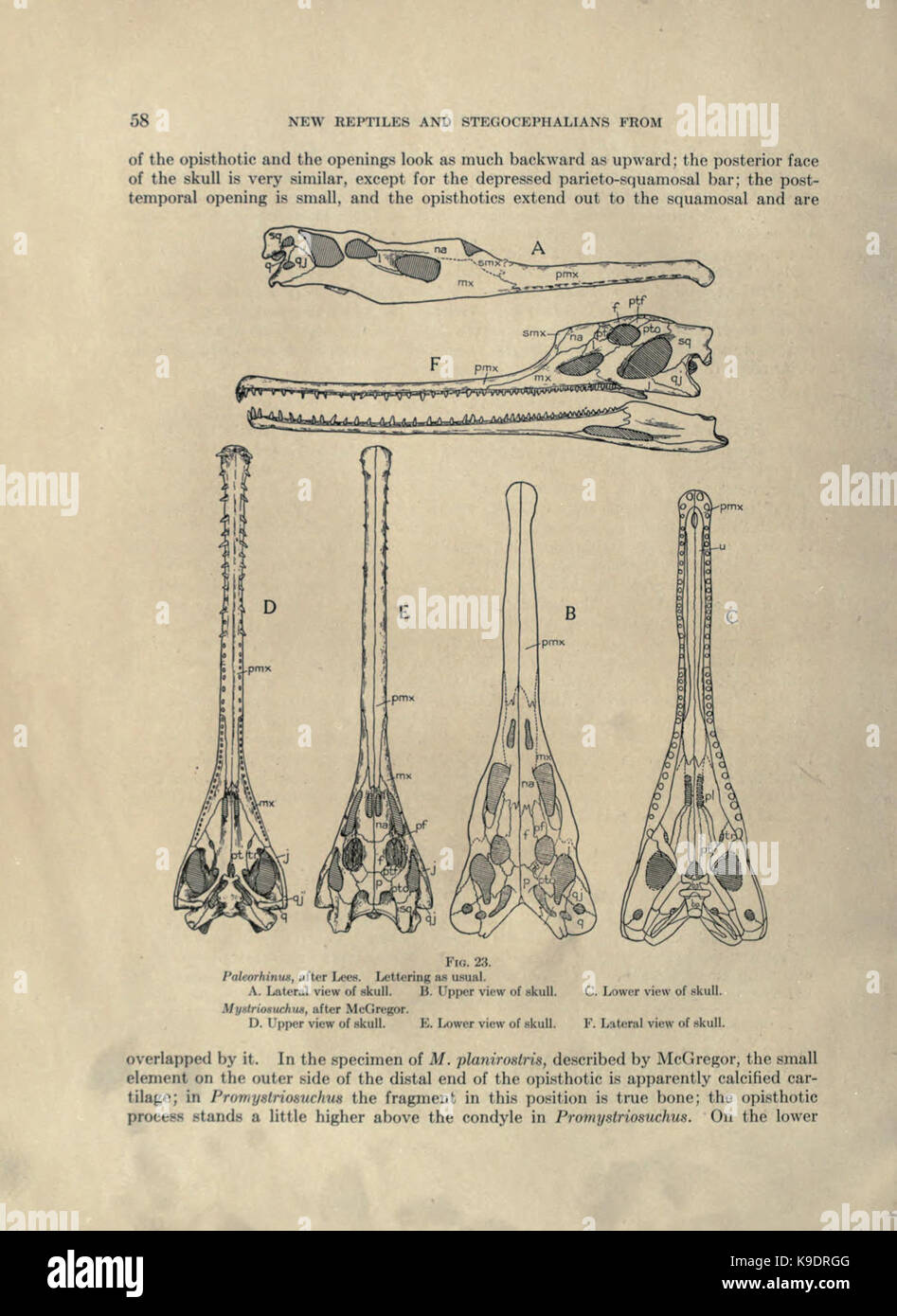 Upper triassic period hi-res stock photography and images - Alamy