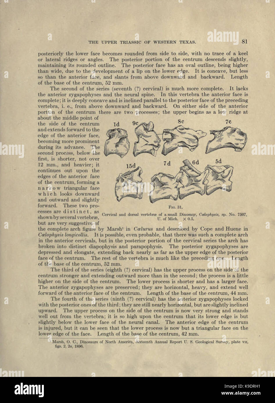 Upper triassic period hi-res stock photography and images - Alamy