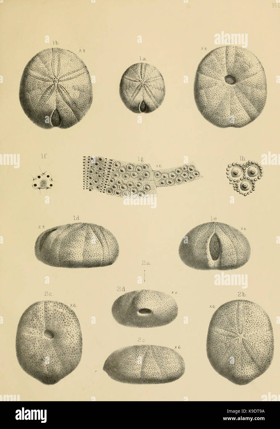 Monograph on the British fossil Echinodermata from the cretaceous ...
