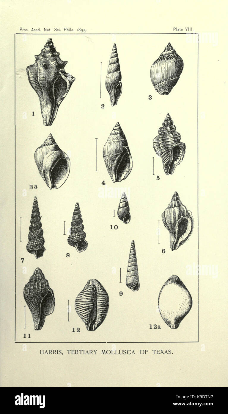 New and otherwise interesting Tertiary Mollusca from Texas BHL16795732 ...