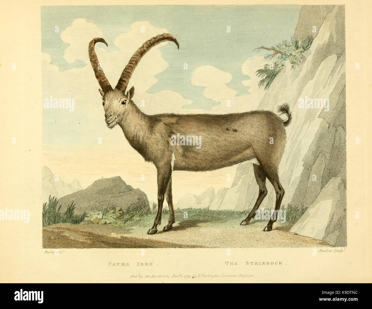 Musei Leveriani explicatio, anglica et latina BHL29568496 Stock Photo ...