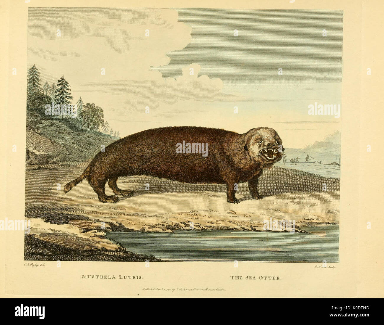 Musei Leveriani explicatio, anglica et latina BHL29568502 Stock Photo ...