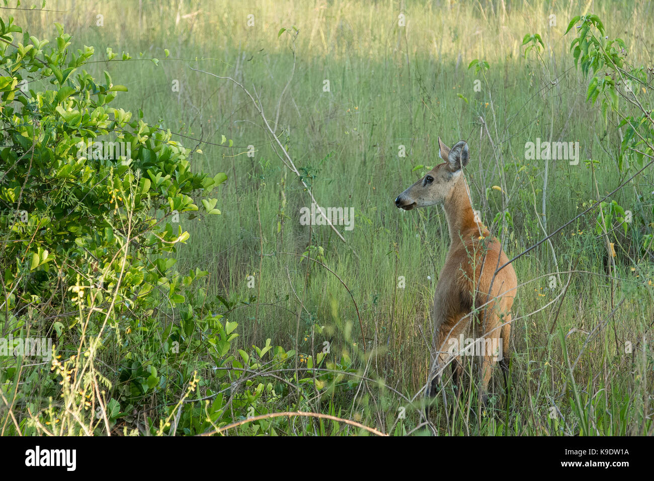 Brazilian Pantanal - Marsh Deer Stock Photo - Alamy