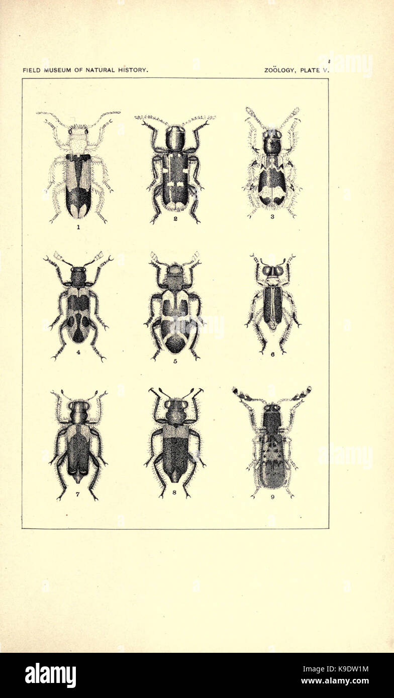 Notes on some Cleridae of Middle and North America, with descriptions ...