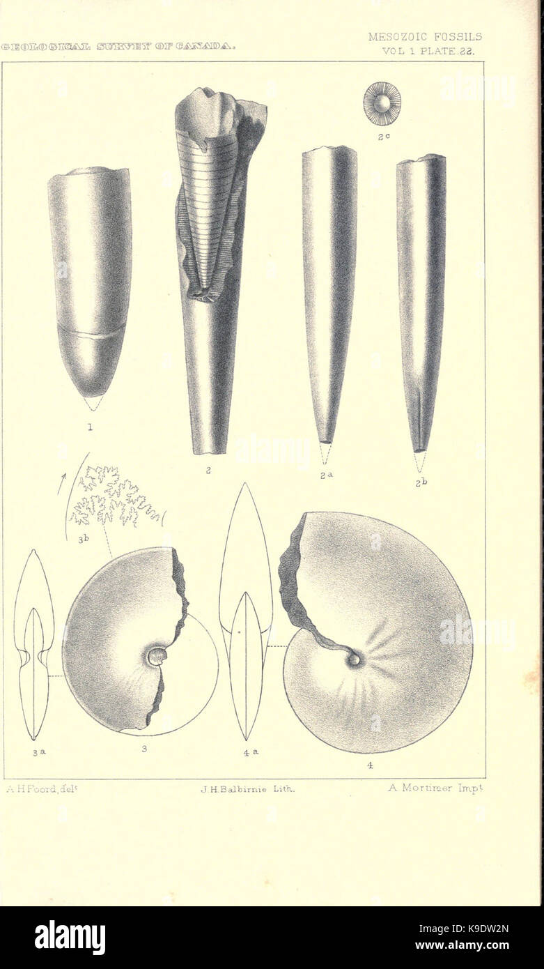 Triassic period mammals hi-res stock photography and images - Alamy