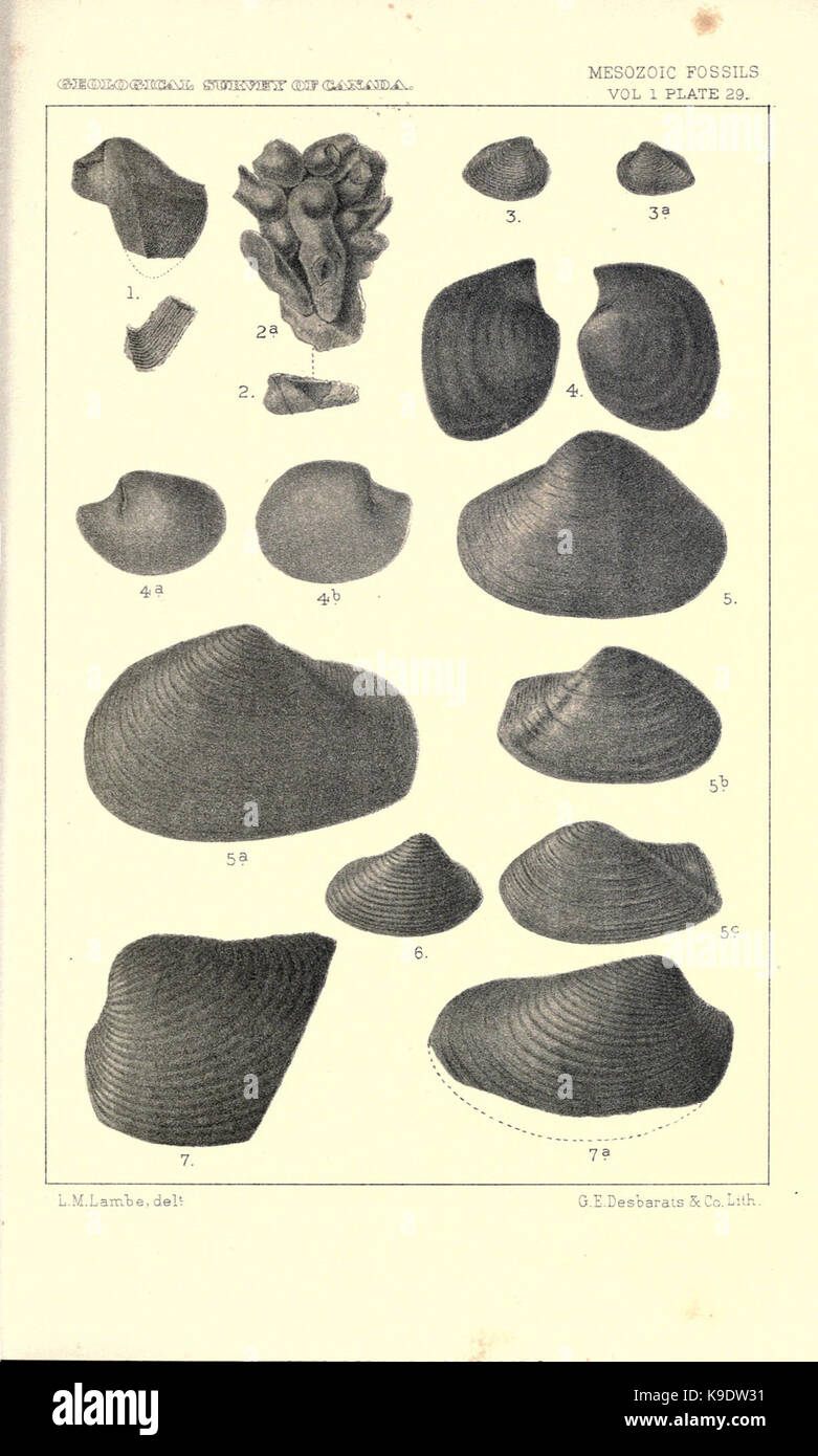 Mesozoic fossils hi-res stock photography and images - Alamy
