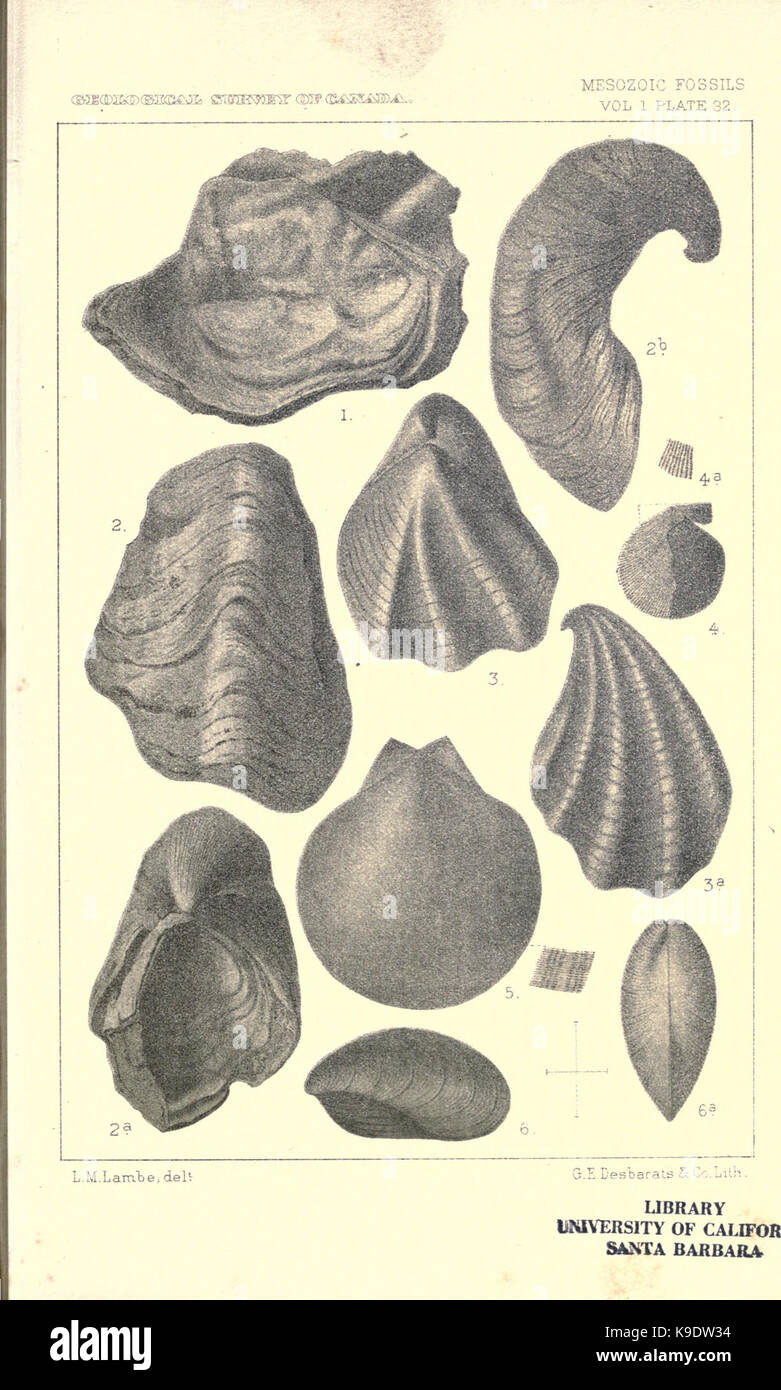 Mesozoic era extinction hi-res stock photography and images - Alamy