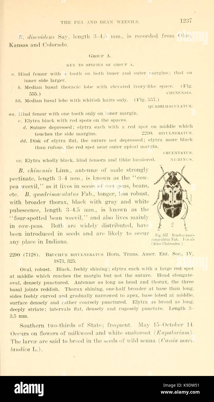 On the Coleoptera known to occur in Indiana (Page 1237) BHL9673608 Stock Photo - Alamy