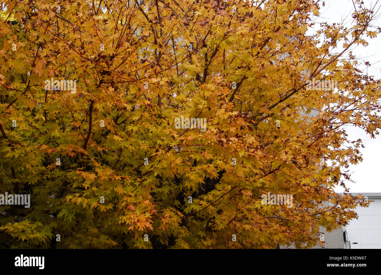 Beautiful yellow leaves tree Stock Photo - Alamy
